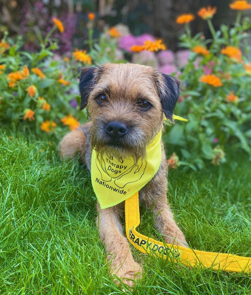 Clive The Therapy Dog Brings Joy To Residents At Cambridge Care Home