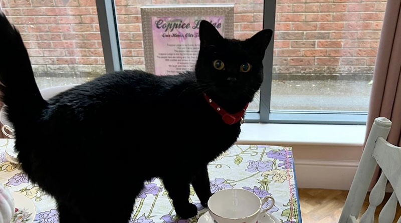 Arnold Care Home Celebrates International Cat Day With ‘Paw-Sitive ...